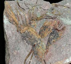 Eocrinoid (Ascocystites) From Morocco - Ordovician For Sale (#13719 ...