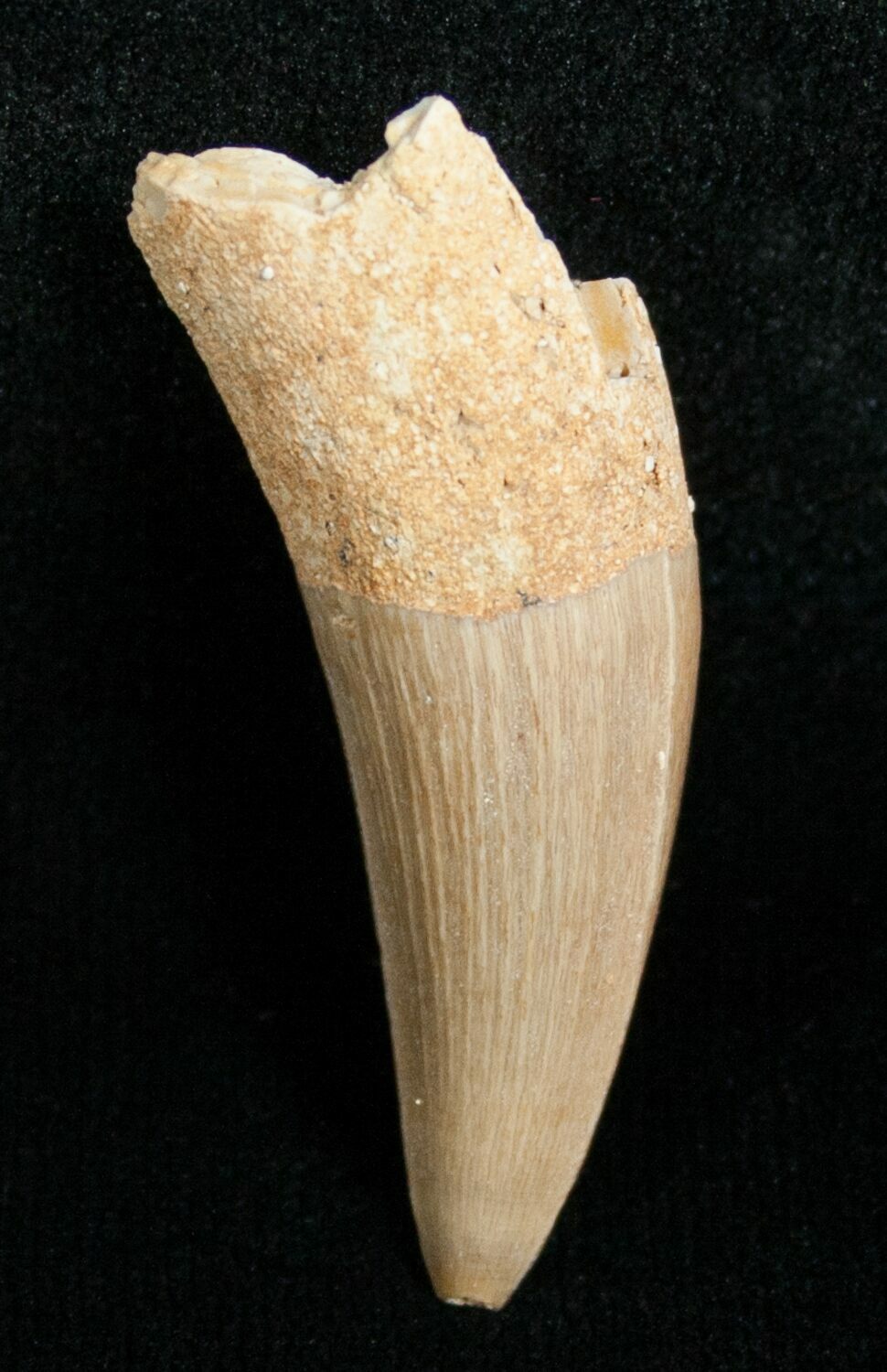 1.3" Dyrosaurus Tooth - Morocco (#4558) For Sale - FossilEra.com