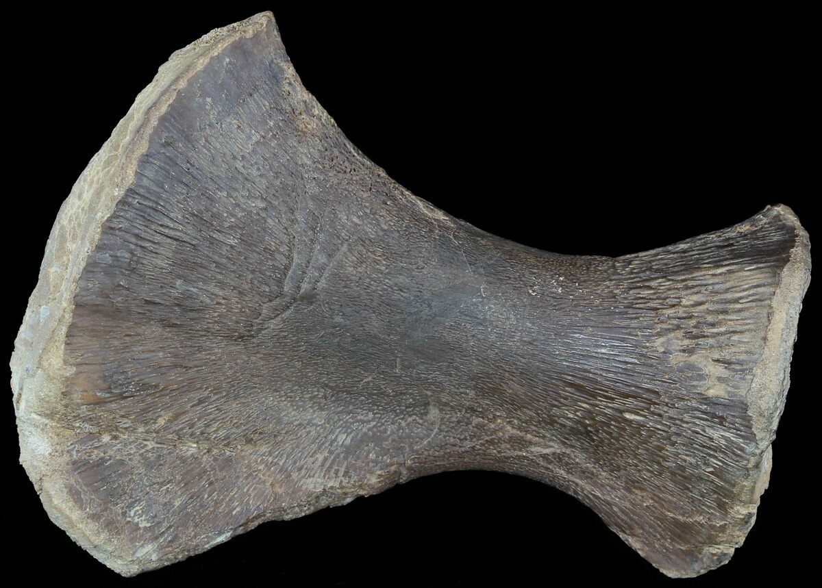 3.1" Mosasaur (Clidastes) Radius - Kansas For Sale (#49334) - FossilEra.com
