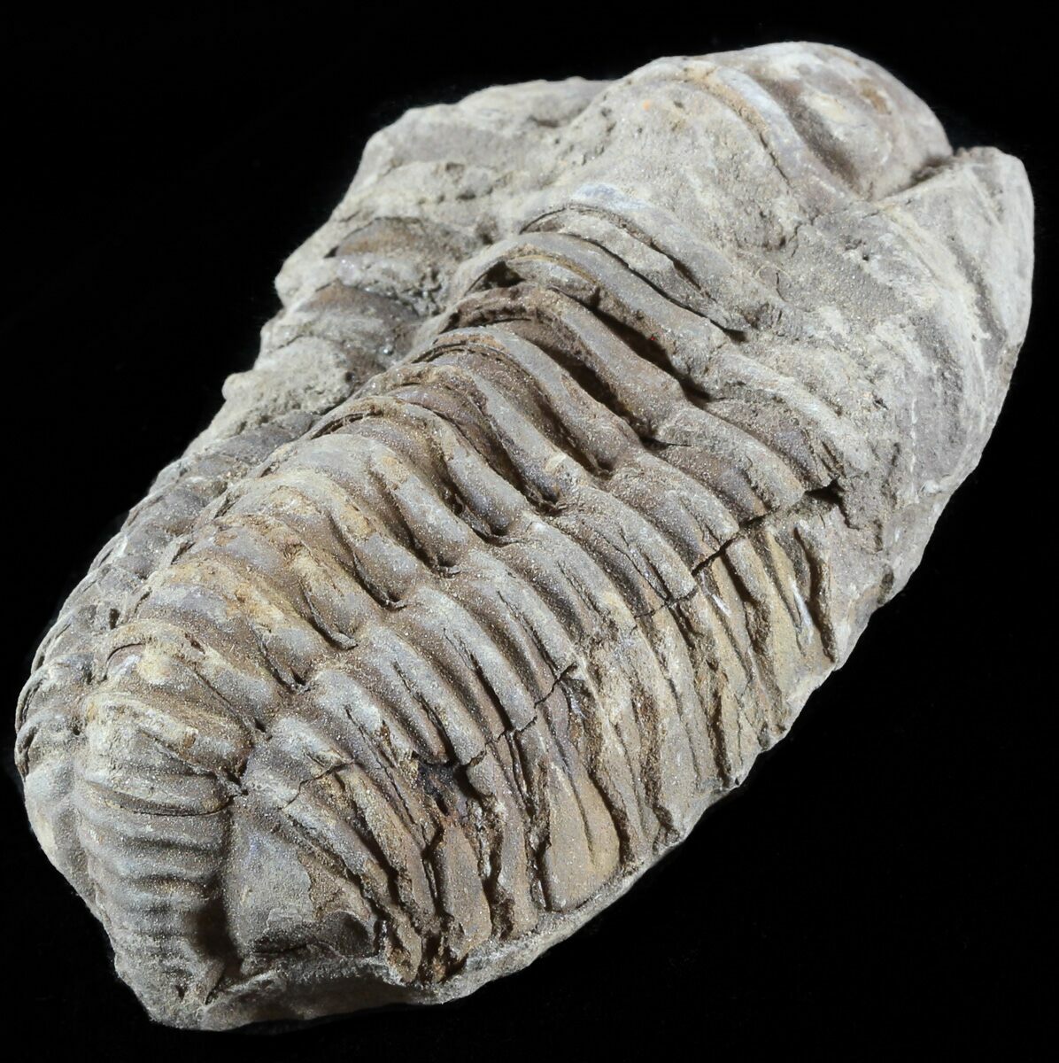 Trilobite Size