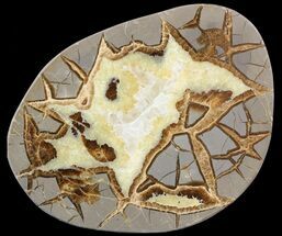 Septarian For Sale - FossilEra.com