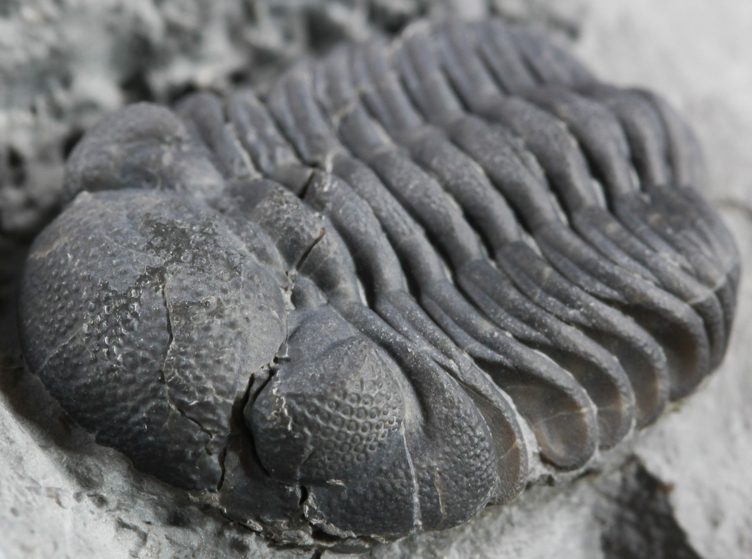 Bargain, .8" Eldredgeops (Phacops) Trilobite - New York (#50290) For ...