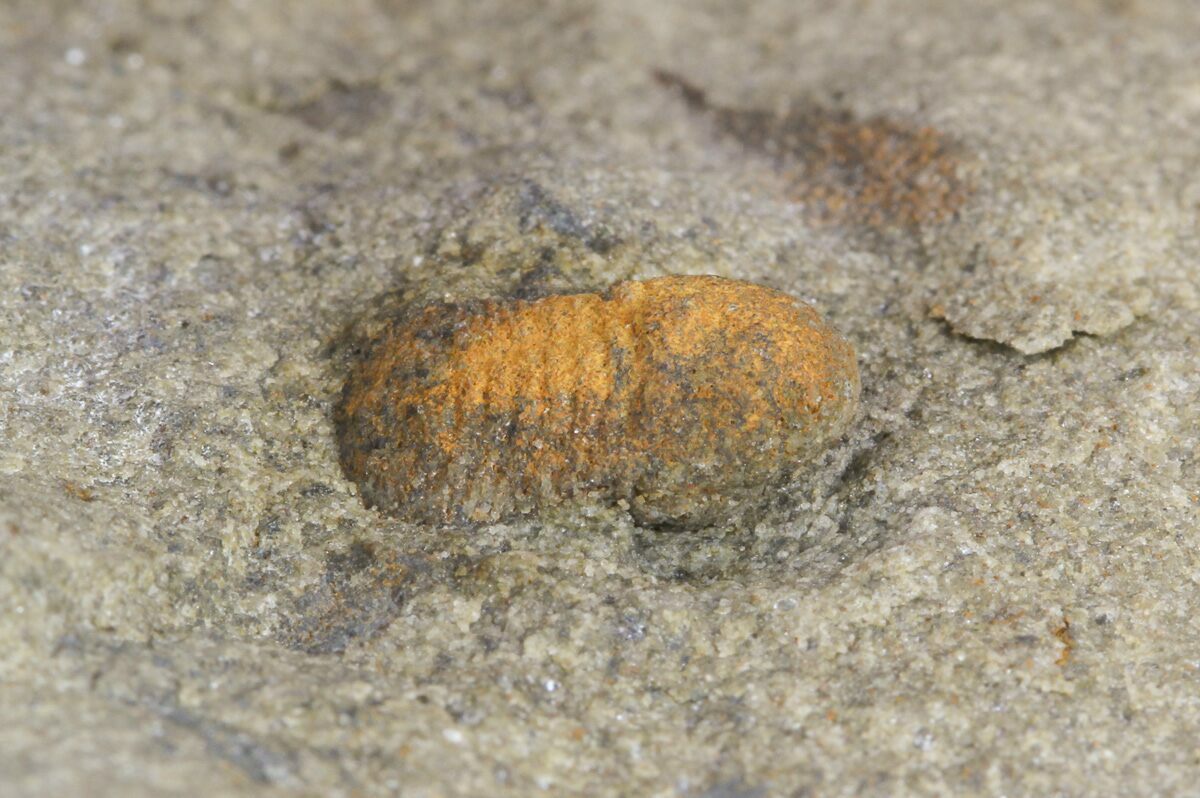 Cyclopyge An Unusual Pelagic Trilobite (#40142) For Sale - FossilEra.com