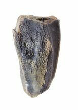 Dinosaur Fossils For Sale - FossilEra.com
