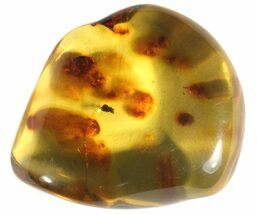 Amber For Sale - FossilEra.com
