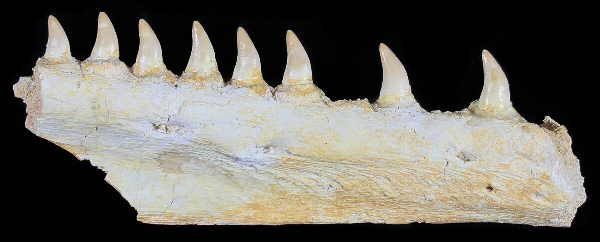 6.2" Mosasaur (Halisaurus) Jaw Sections With 8 Teeth (#50957) For Sale ...
