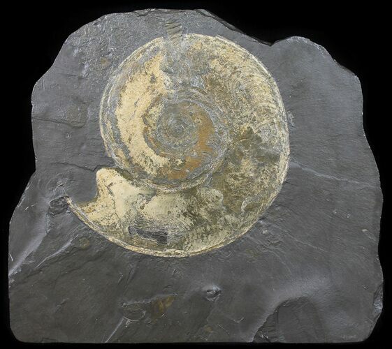 8.5" Wide Pyritized Ammonite Fossil - Germany (#50961) For Sale ...