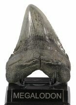 Megalodon Size: How Big Was The Megalodon Shark? - FossilEra.com