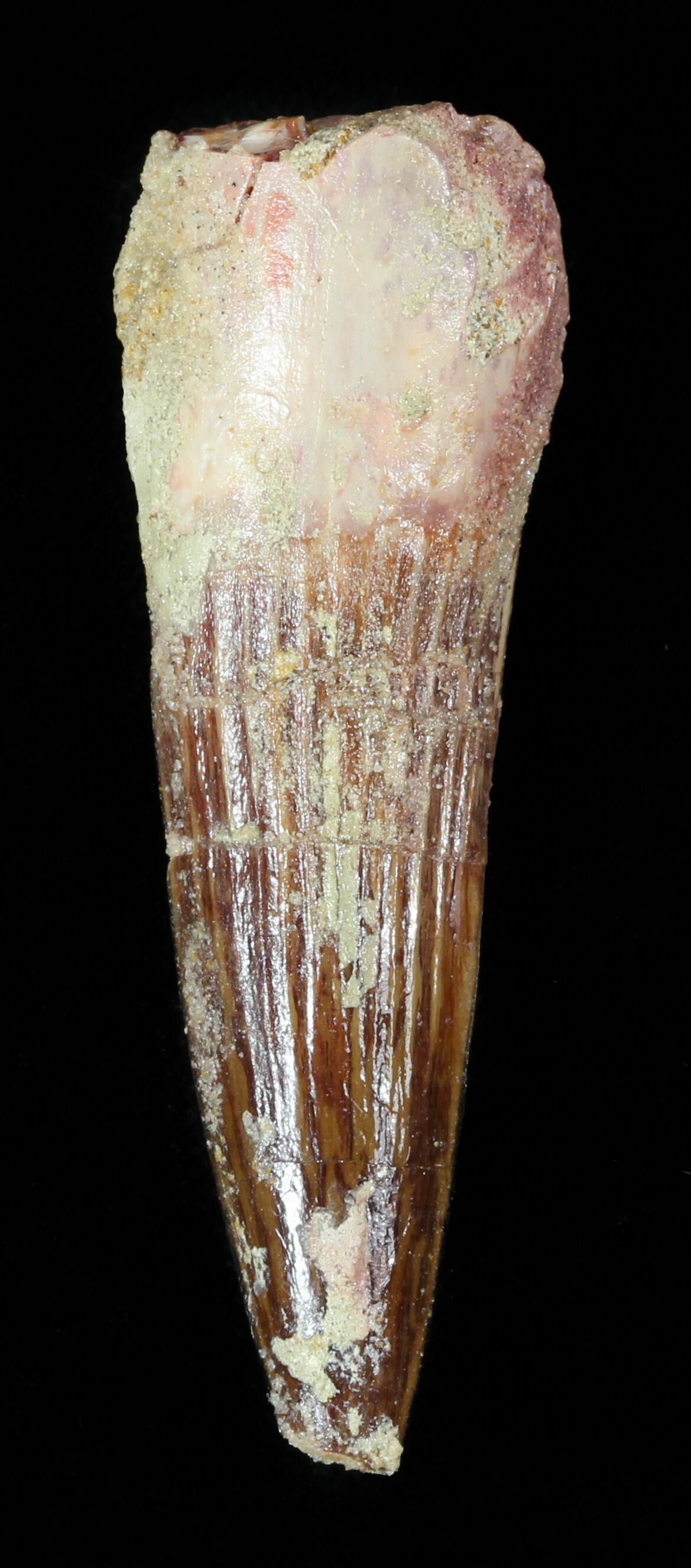 1.92" Spinosaurus Tooth - Real Dinosaur Tooth (#51352) For Sale ...
