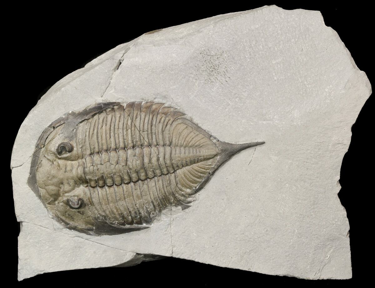 3" Dalmanites - Classic New York Trilobite (#53358) For Sale ...