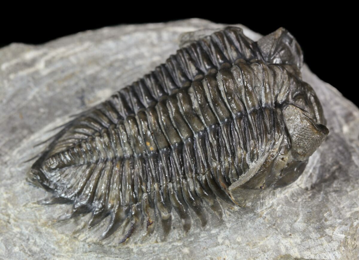 Bargain, 2" Coltraneia - Bug Eyed Trilobite (#53546) For Sale ...