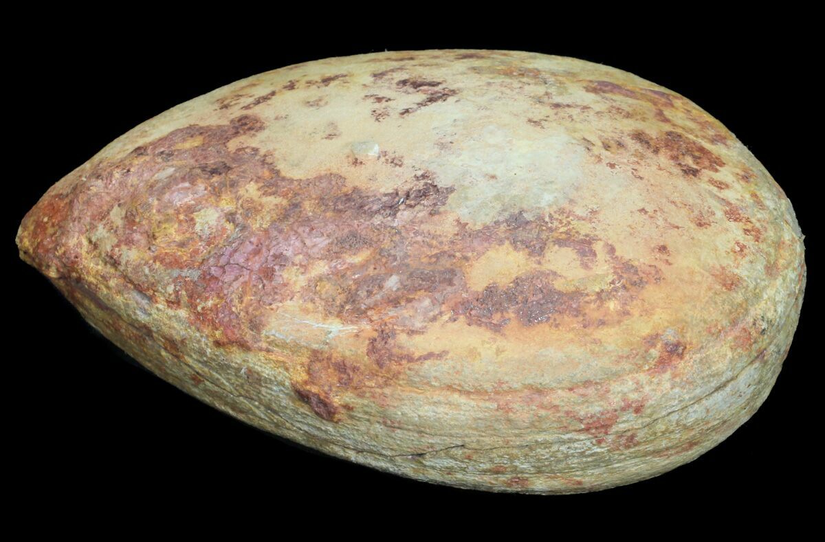 4" Triassic Fossil Fish In Nodule (Pos/Neg) - Madagascar (#53752) For ...