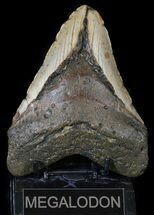 Megalodon Size: How Big Was The Megalodon Shark? - FossilEra.com