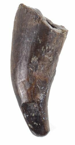 .82" Didelphodon Tooth - Cretaceous Marsupial Mammal (#54950) For Sale ...