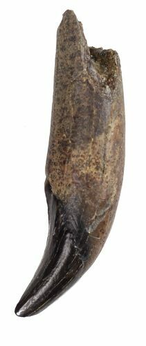 .95" Didelphodon Tooth - Cretaceous Marsupial Mammal (#54951) For Sale ...