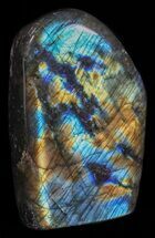 Newly Added Specimens For Sale - FossilEra.com