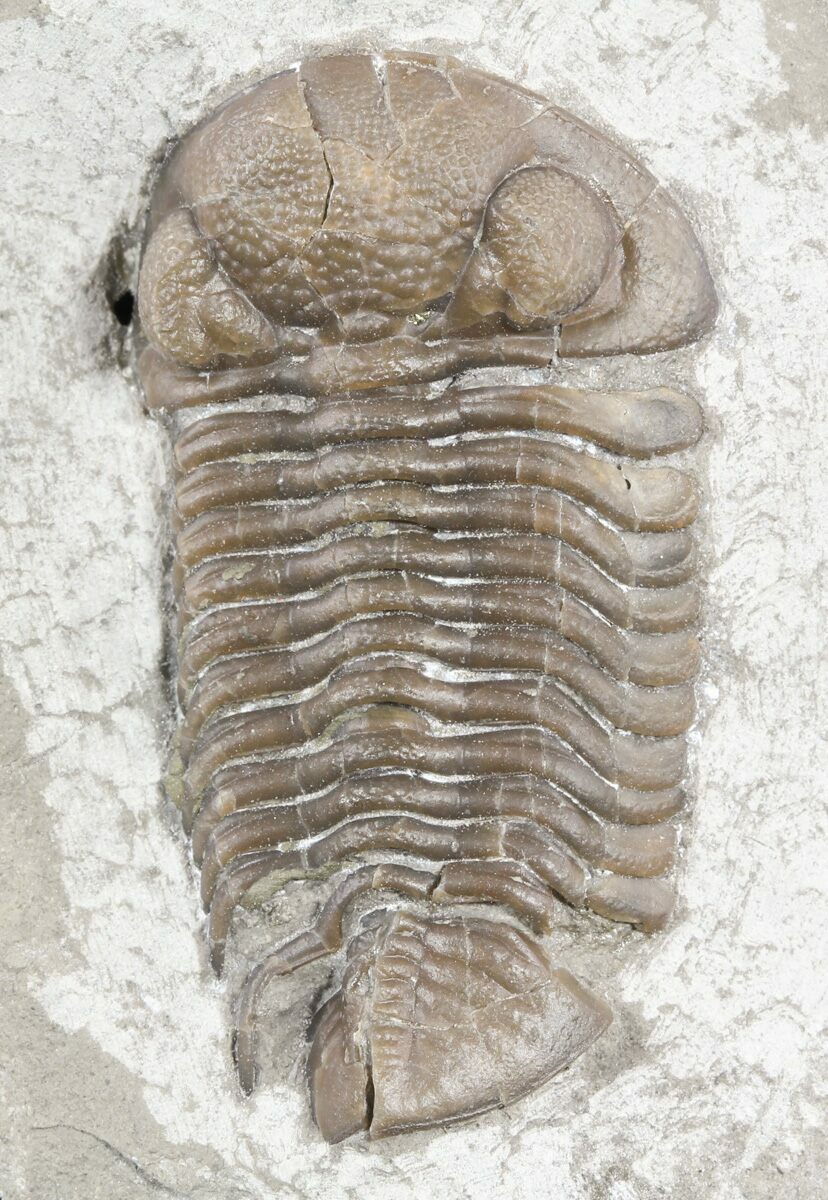 Bargain, 1.7" Eldredgeops (Phacops) Trilobite - New York (#55006) For ...