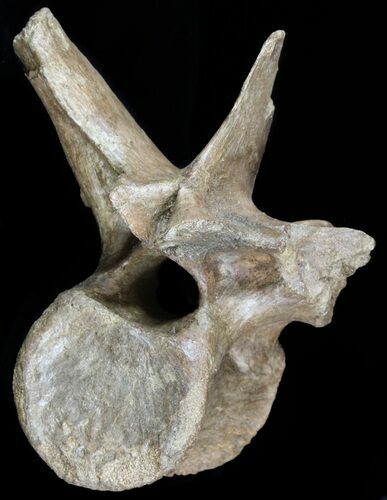 3.3" Thescelosaurus Vertebrae With Much Of Process Intact (#54908) For ...