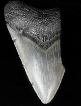 Megalodon Teeth For Sale - FossilEra.com