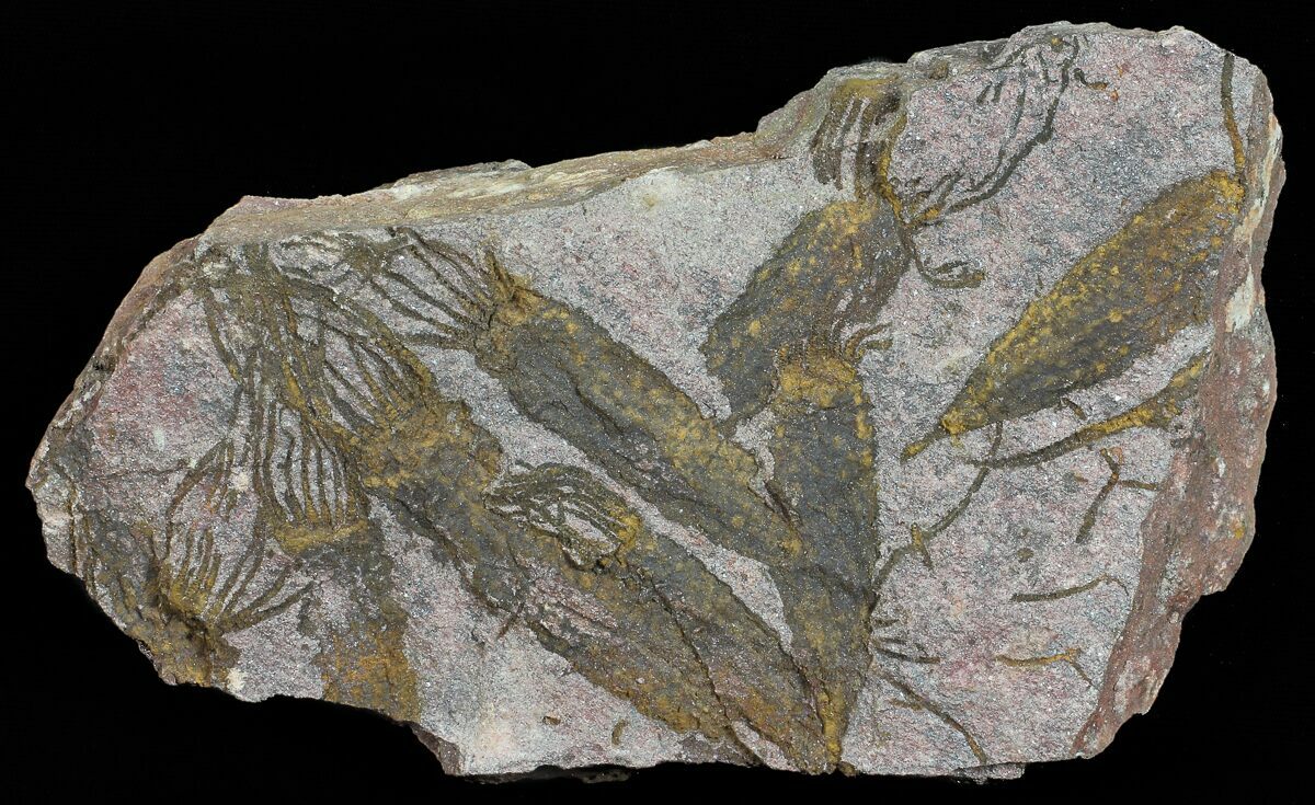 5" Wide Eocrinoid (Ascocystites) Cluster - Ordovician (#57640) For Sale ...