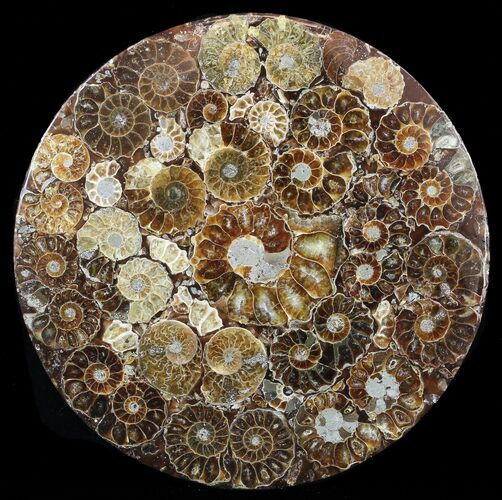 6.2" Composite Plate Of Agatized Ammonite Fossils (#57741) For Sale ...