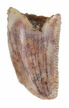 About Dinosaur Teeth - FossilEra.com