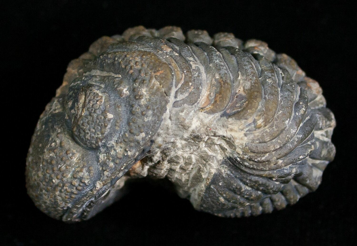 Bargain Phacops Trilobite from Issoumour Morocco (#5078) For Sale ...