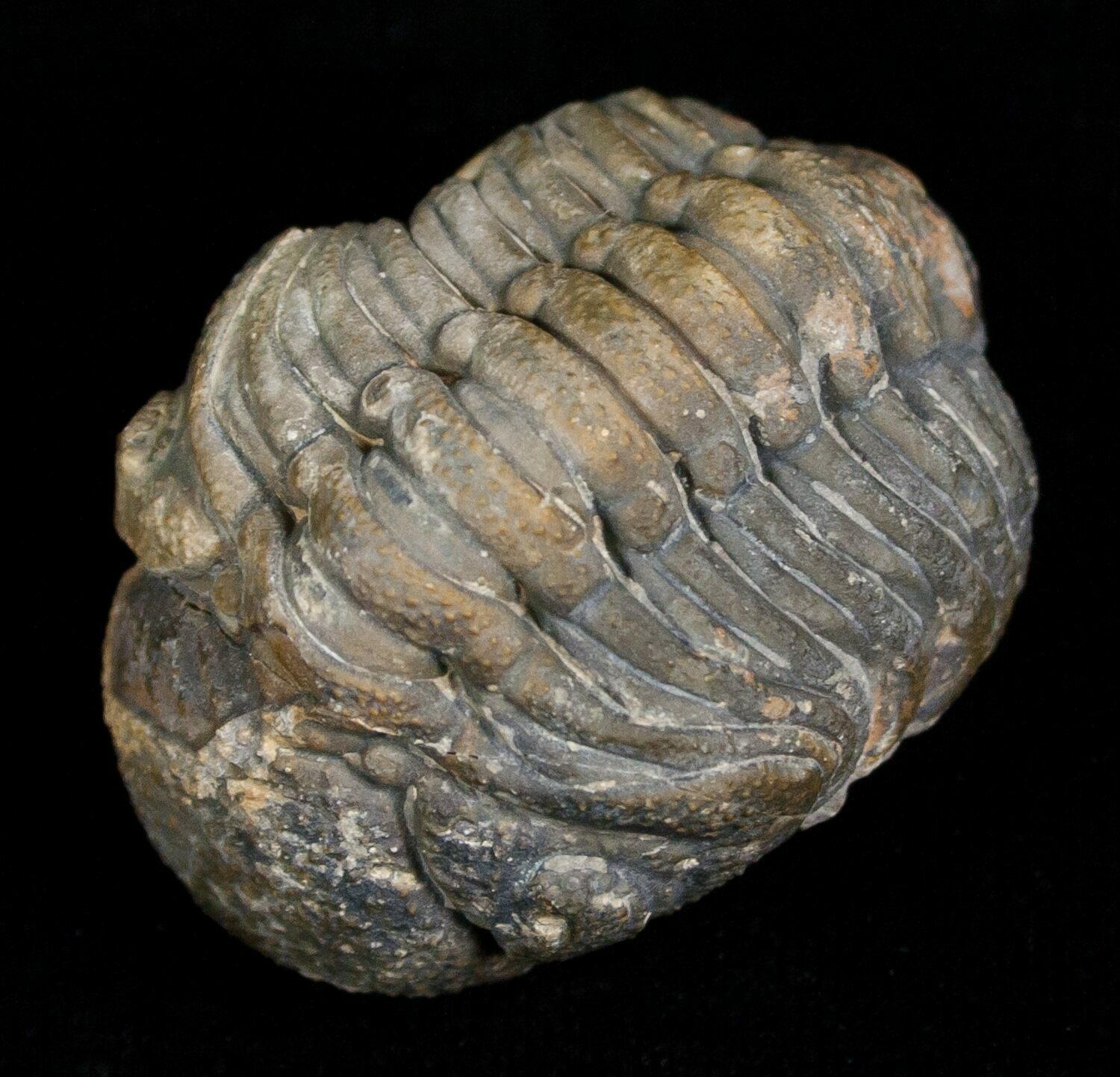 Bargain Phacops Trilobite from Issoumour Morocco (#5078) For Sale ...