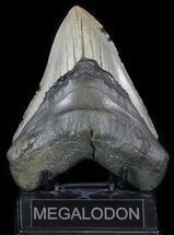 Megalodon Teeth For Sale - FossilEra.com