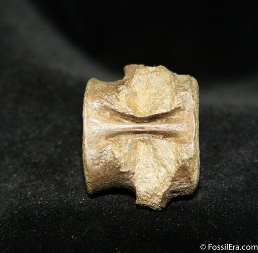 Well Preserved Champsosaurus Vertebrae (#717) For Sale - FossilEra.com