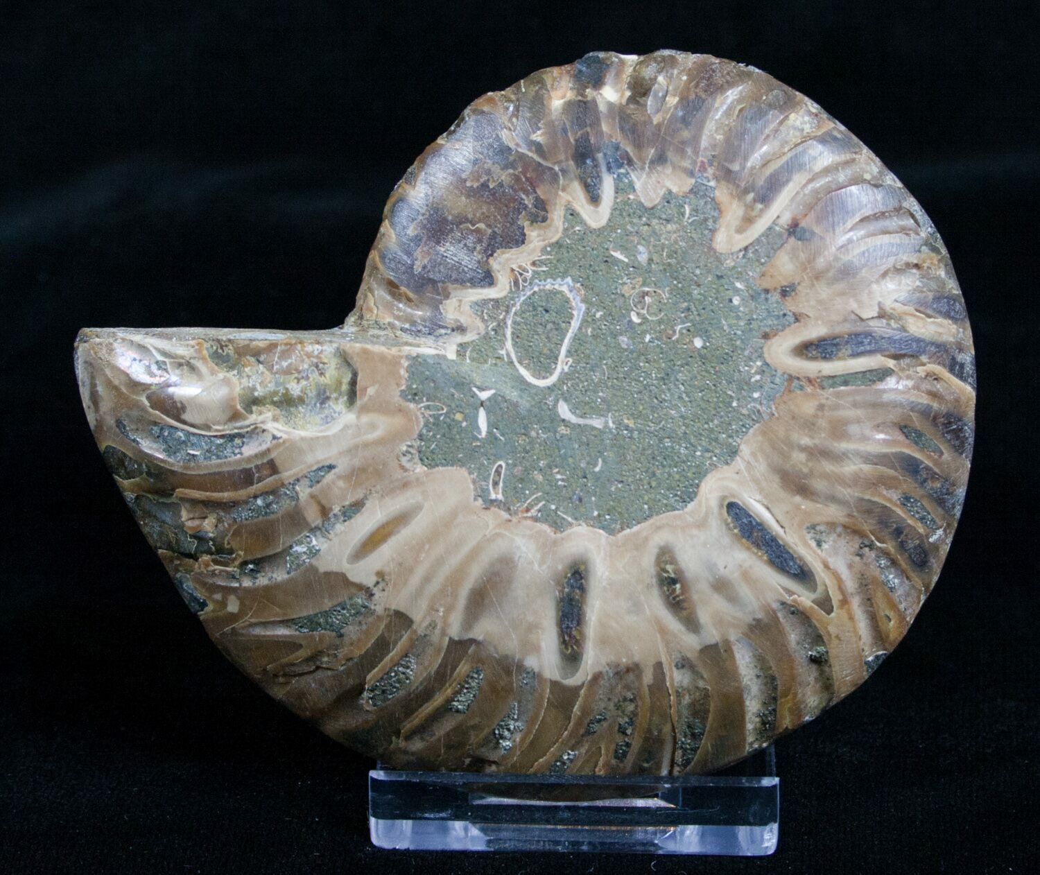 3.4 Inch Agatized Ammonite (Half) (#5133) For Sale - FossilEra.com