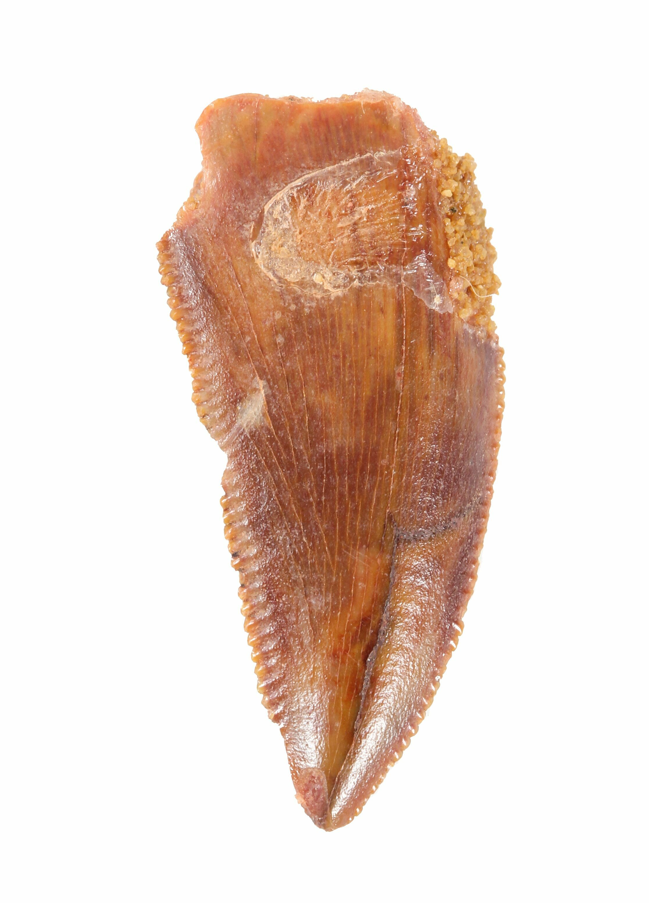 .81" Large, Serrated Raptor Tooth - Morocco (#59994) For Sale ...