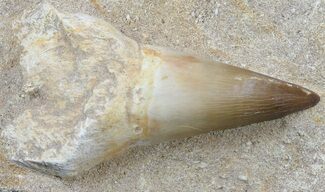 Mosasaurus & Mosasaurs - FossilEra.com