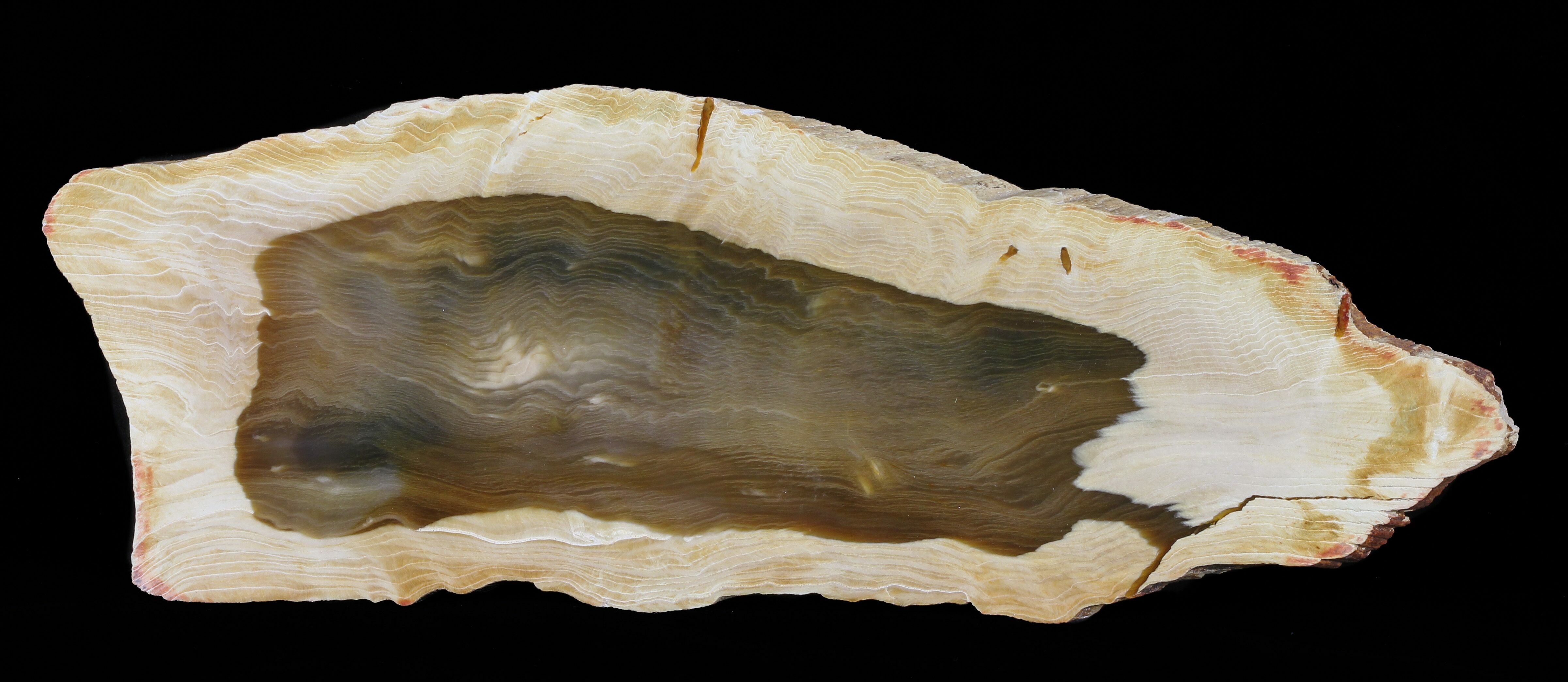 8.8" Petrified Wood Slab - Rogers Mountain, Oregon (#60552) For Sale ...