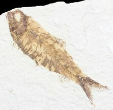 Extremely Rare Fish Aspiration Fossil - Fish Eating Fish! For Sale ...
