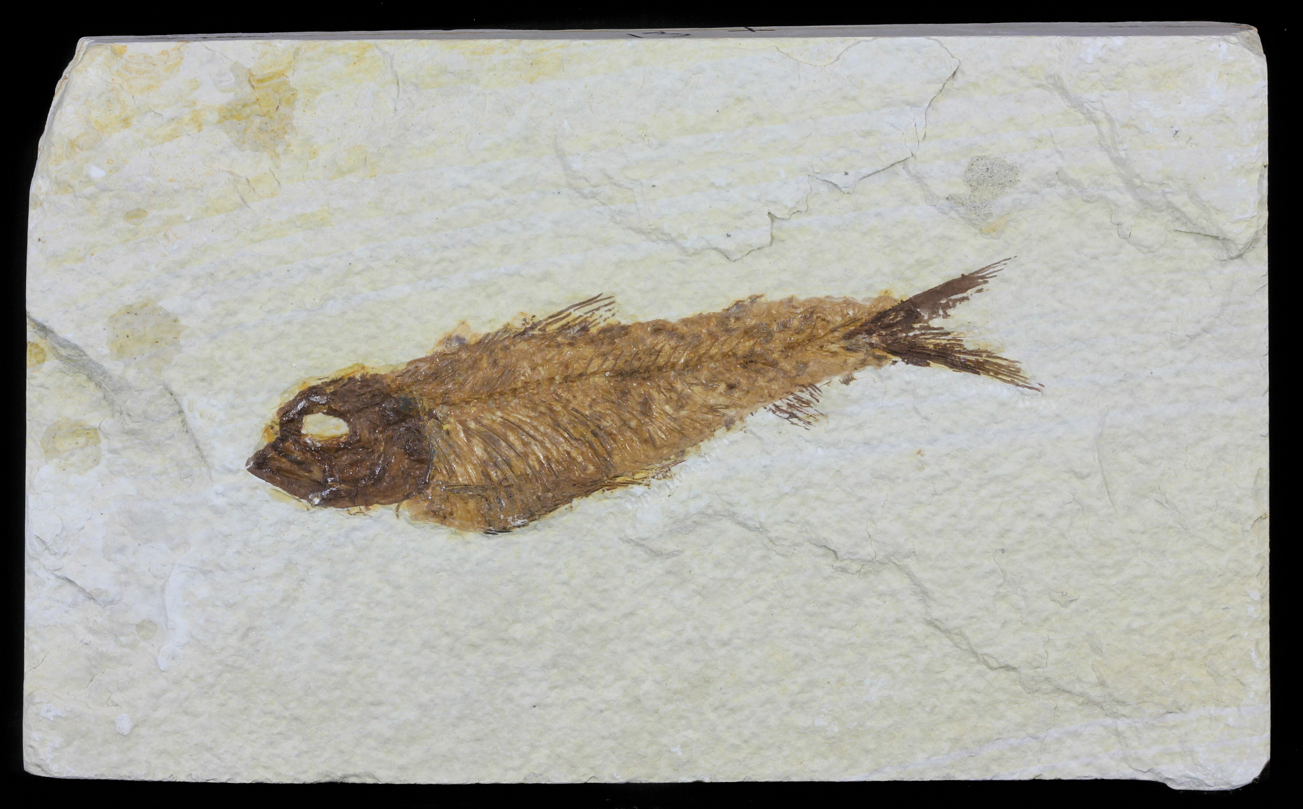 Bargain, 4" Knightia Fossil Fish - Wyoming (#60470) For Sale ...