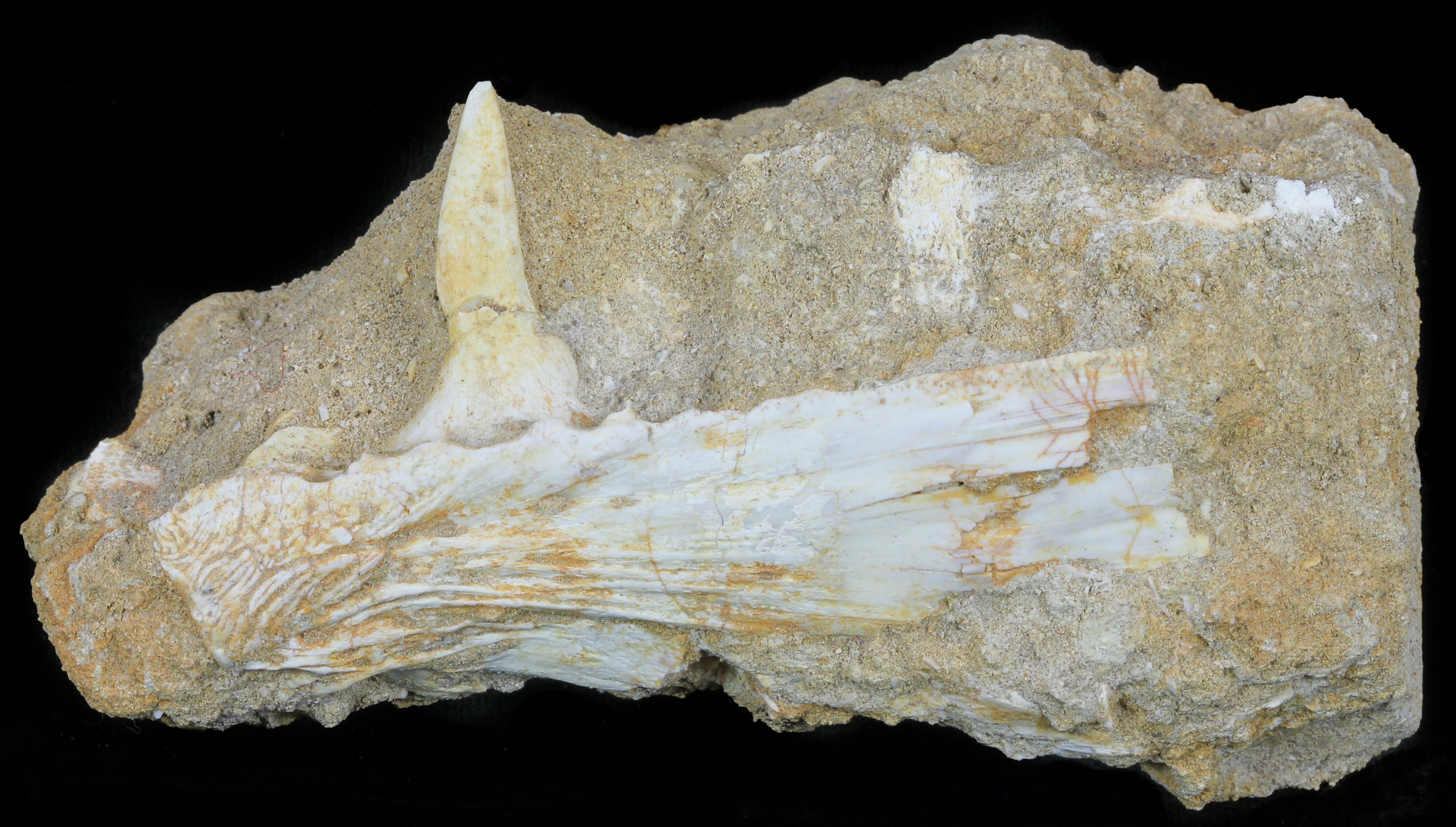 3.4" Enchodus Jaw Section - Cretaceous Fanged Fish (#60546) For Sale ...