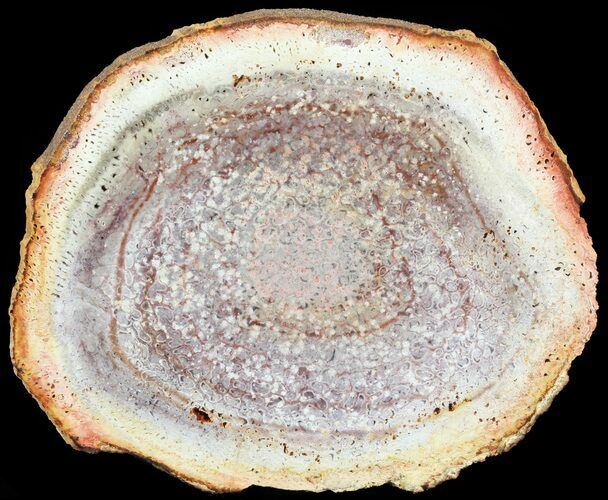 5" Petrified Tree Fern (Tietea) Slab - Brazil (#60588) For Sale ...