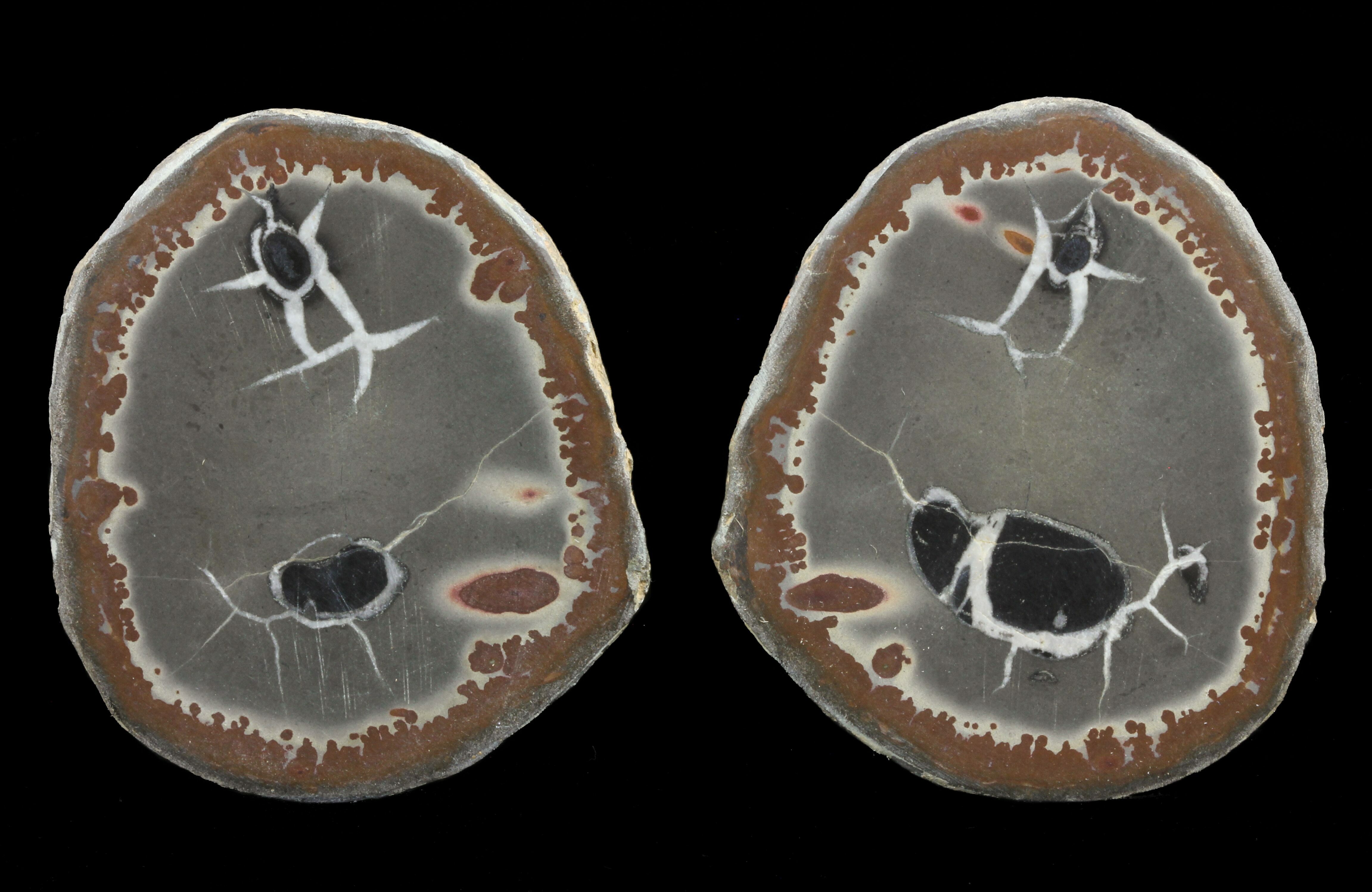 2.4" Cut/Polished Septarian Nodule Pair - Morocco For Sale (#60596 ...