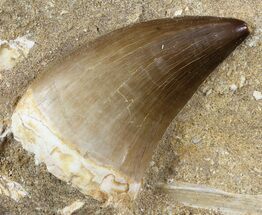 Mosasaurus & Mosasaurs - FossilEra.com