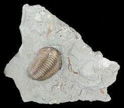 Ohio Trilobites For Sale - FossilEra.com