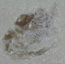 4.6" Jurassic Eryon (Decapod Crustacean) - Germany For Sale (#22448 ...