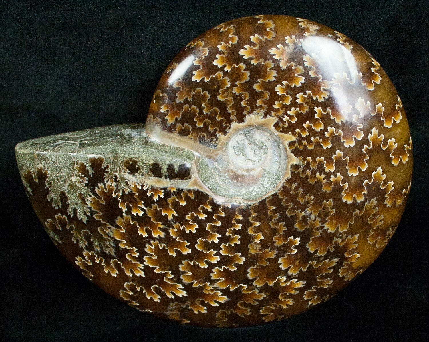 4.3" Wide Cleoniceras Ammonite - Madagascar (#5244) For Sale ...