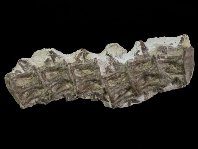 6 Associated Ichthyodectes (Monster Fish) Vertebra - Kansas (#64322 ...