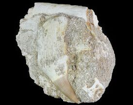 Mosasaurus & Mosasaurs - FossilEra.com
