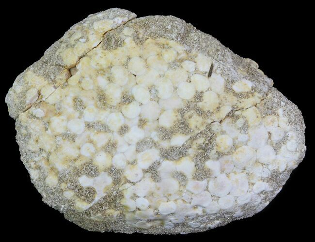 2.8" Eodiaphyodus (Fish) Tooth Plate - Cretaceous (#65224) For Sale ...