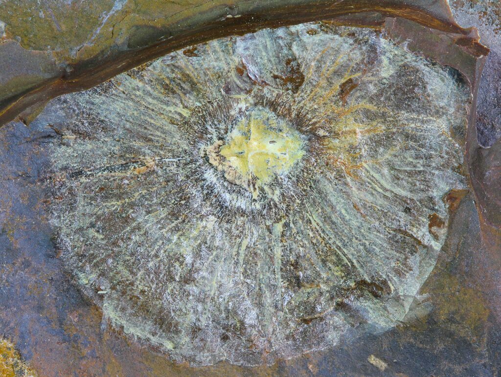 Fossil Juglandaceae (Winged Walnut) Fruit - North Dakota (#65809) For ...