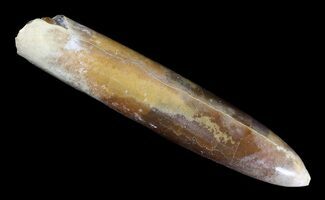 Belemnite Graveyard With Over 30 Belemnites For Sale (#9460 ...