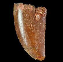 Raptor Teeth For Sale - FossilEra.com