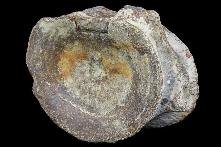 4.7" Plesiosaur (Colymbosaurus) Vertebrae - England (#65927) For Sale ...